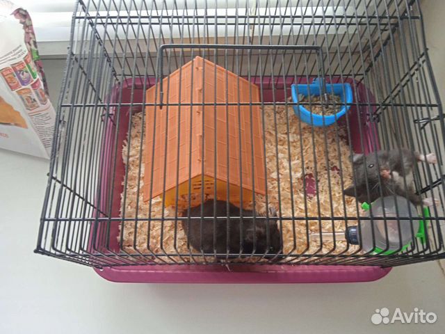 Хомяки сирийские с клеткой