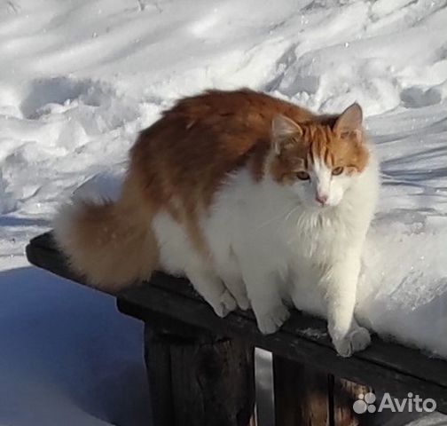 Кошки в добрые руки
