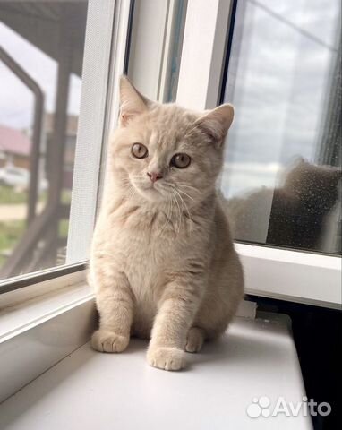 Британские котята
