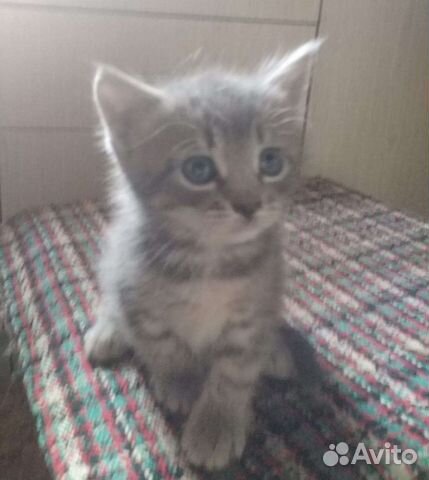 Котятки в добрые руки