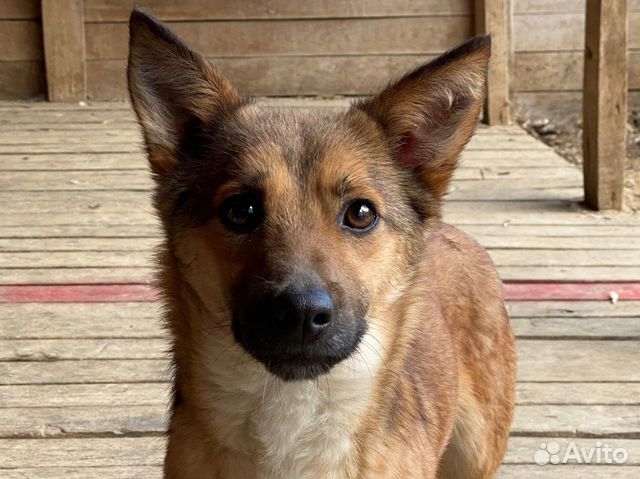 Отдаю собачку Фокси в дар