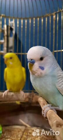 Волнистый попугай с клеткой