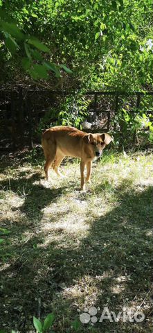 Собака ищет дом