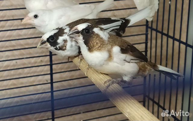 Японские амадины