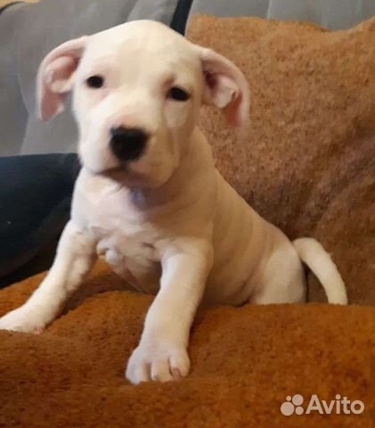 Стаффордширский терьер