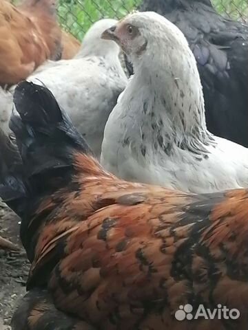 Куры молодки петушки