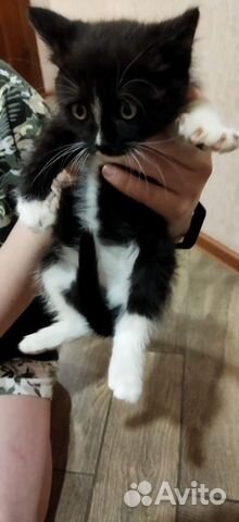 Котенок в добрые руки