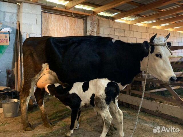 Молочная корова
