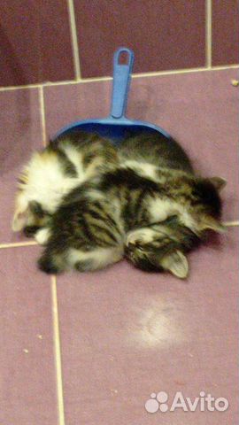 Курильский бобтейл, три мальчика