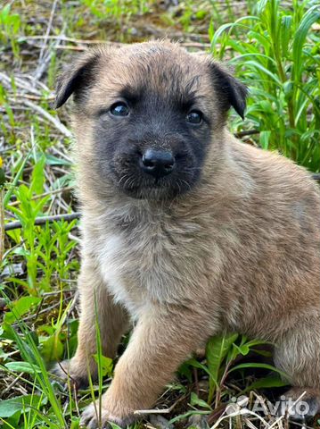 Трехцветный щенок в добрые руки бесплатно