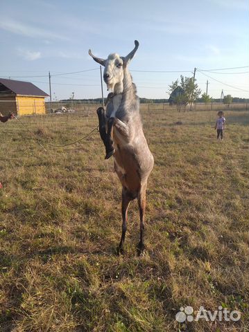 Нубийский козел