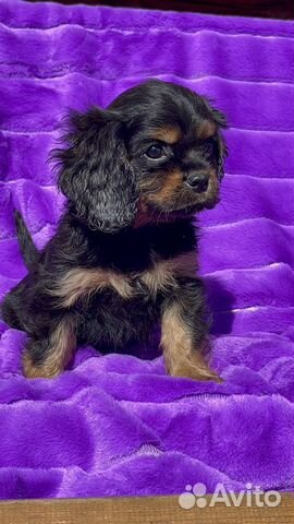 Шикарный парень Кавалер Кинг Чарльз Спаниель