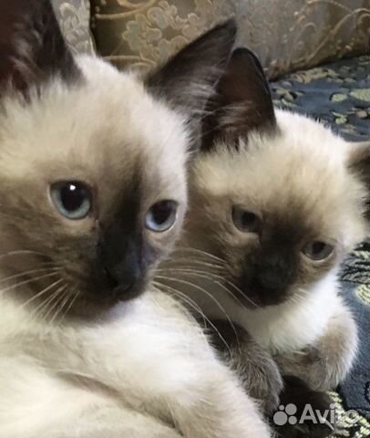 Тайский бобтейл