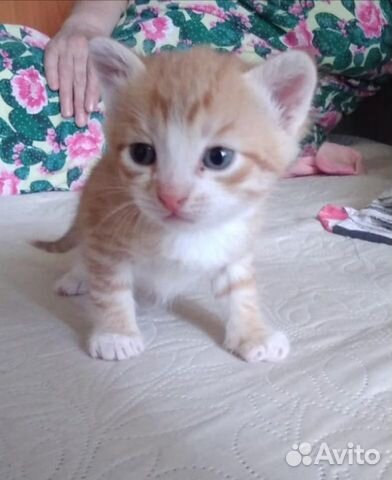 Рыжий котёнок