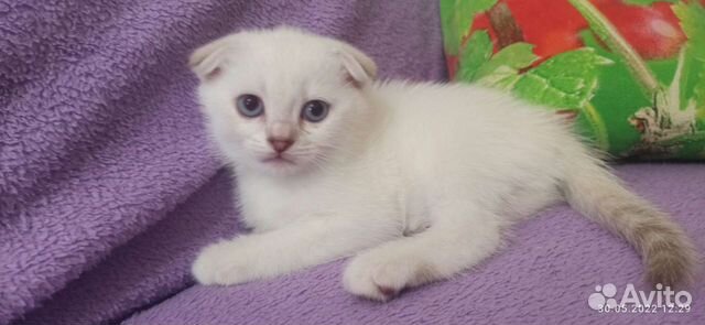 Вислоушки пушистые