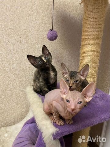 Донской сфинкс котята