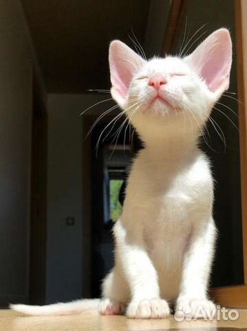 Ориентальные котята