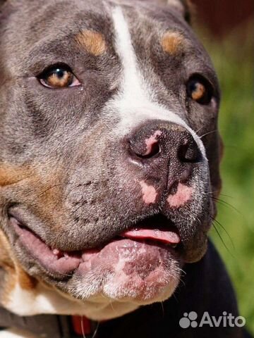 Американчкий булли