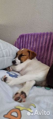 Джек Рассел терьер