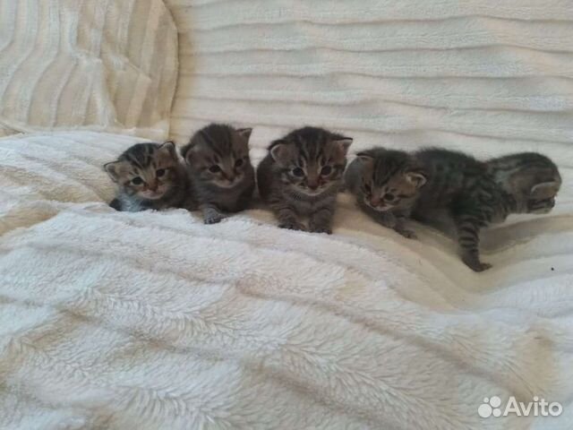 Котята красотули