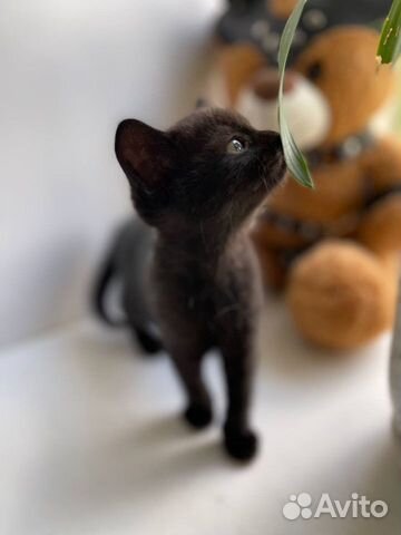 Котенок черный. 1,5 мес. Активный