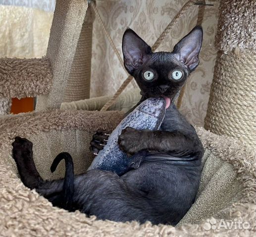 Чернышка- мальчишка