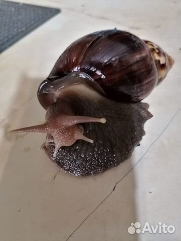 Отдам улитку ахатину
