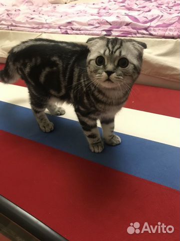 Шотландский вислоухий котёнок