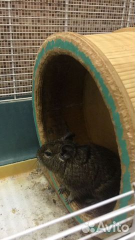 Чилийская белка дегу