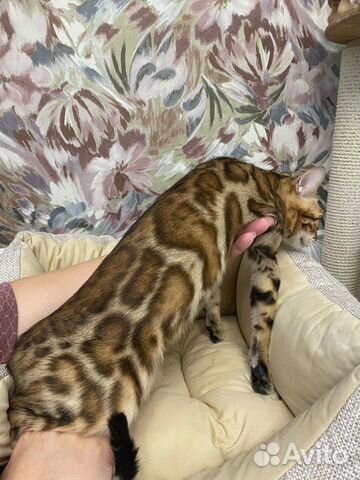 Бенгальская девочка Сандра с правом разведения