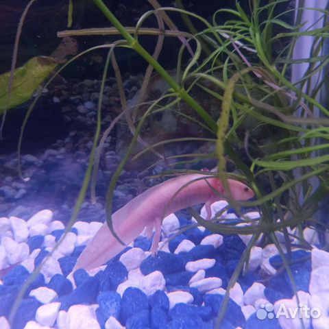 Аксалотель