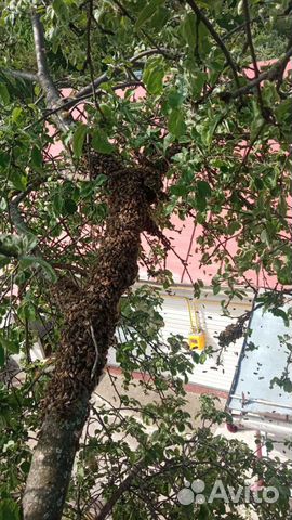 Пчелиный рой