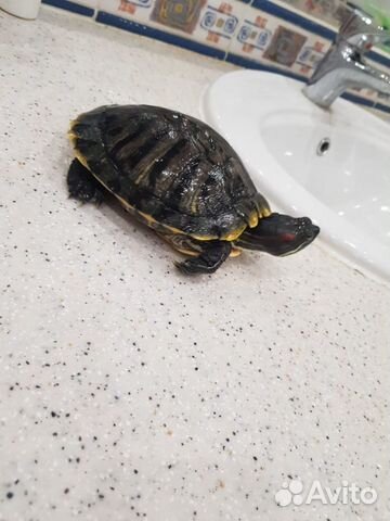 Отдам бесплатно двух черепах