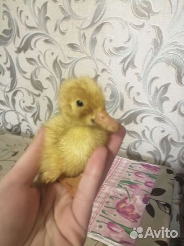 Утята стар53