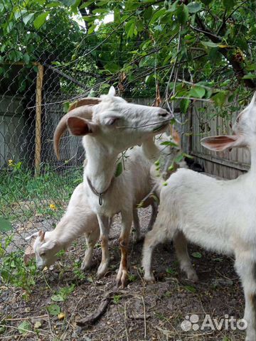 Коза дойная
