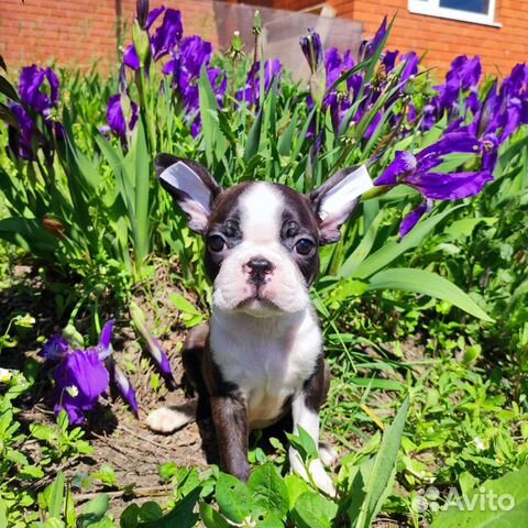 Щенки бостон Терьер