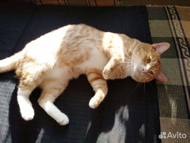 Самый ласковый кот Рыжулька.,1,5 года