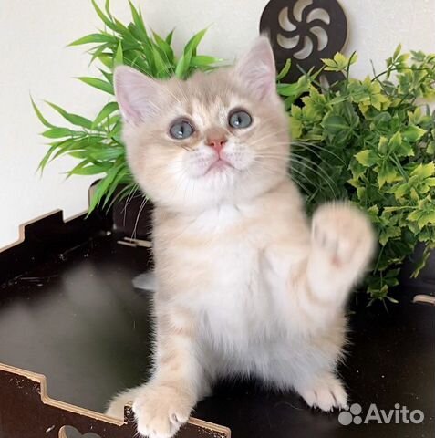 Котенок золотой голубой мраморный