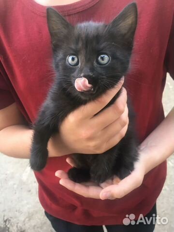 Котенок в добрые руки