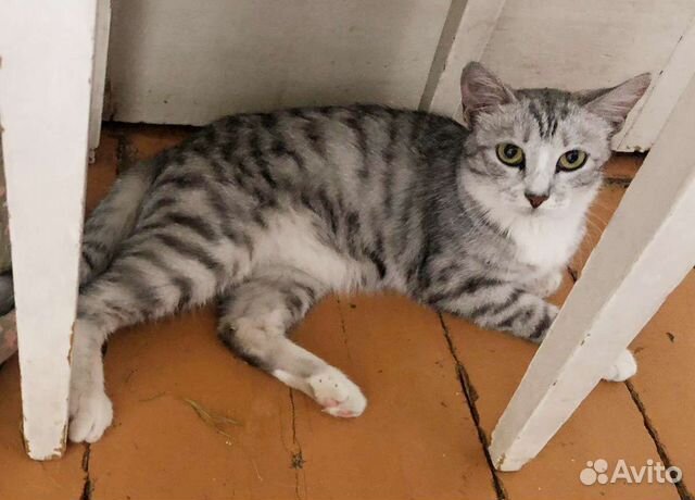 Грейси кошка в дар. Доставка