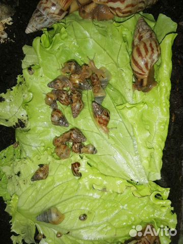 Улитки лимиколярии