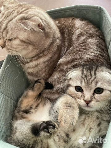 Шотландские котята