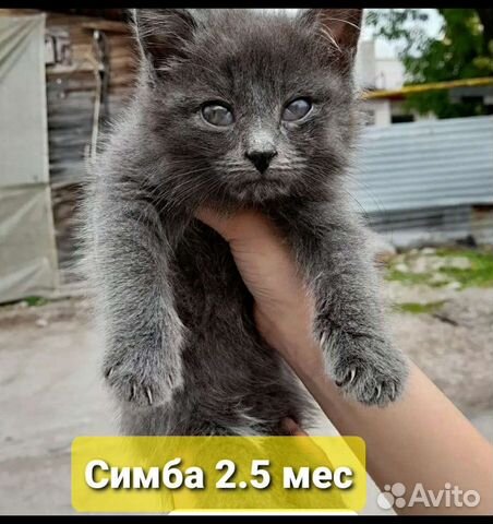 Котята русская голубая