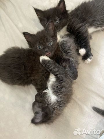 Котята бесплатно