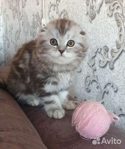 Шотландские вислоухие котята
