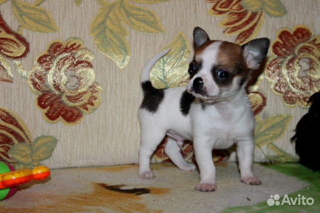 Чихуахуа - Кексик (мальчик)