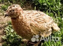 П.Северный,ул.Восточная,20