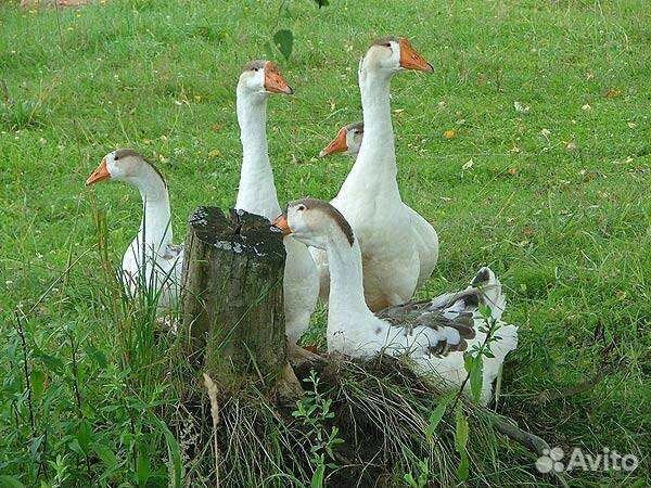 Мясо Гуси, утки