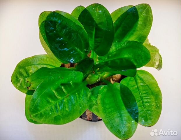 Эхинодорусы для аквариума