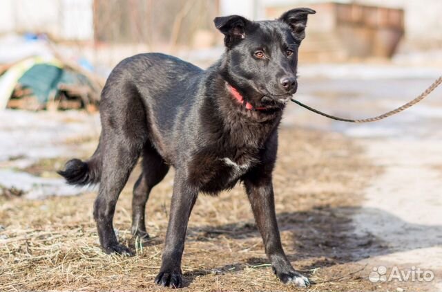 Майли ищет дом